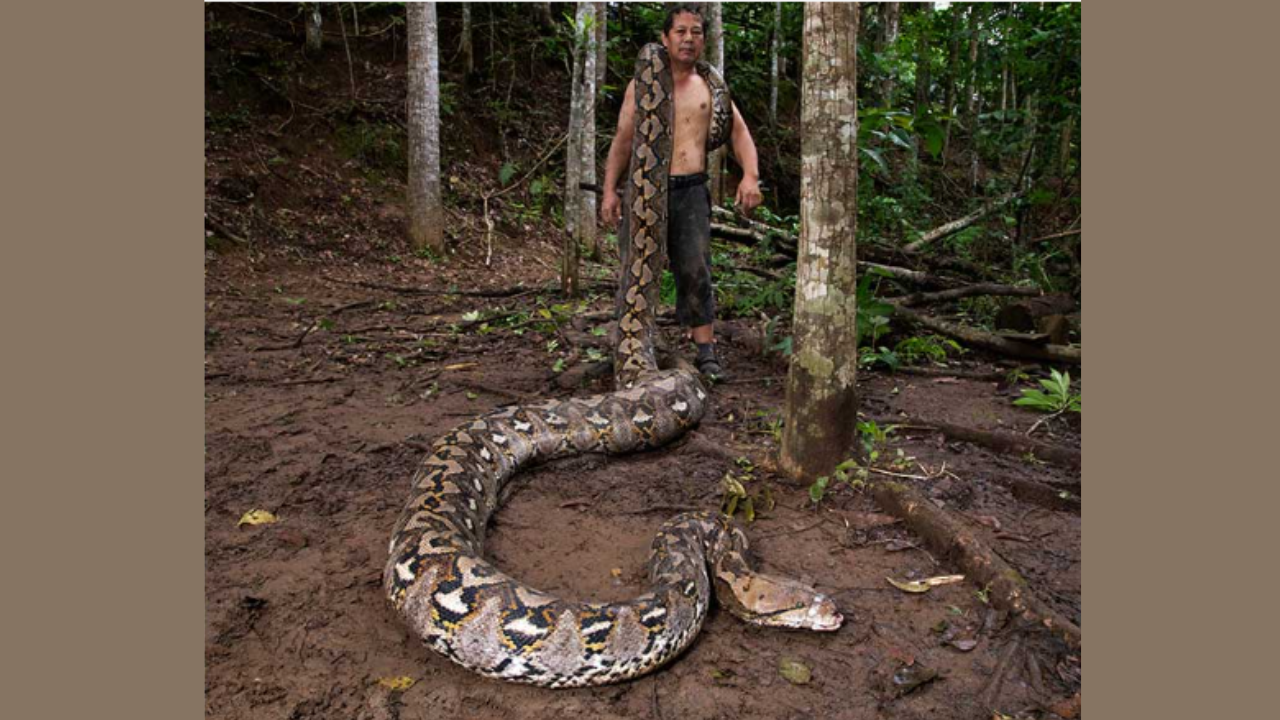 World’s longest wild snake confirmed in Indonesia by Guinness — see ...