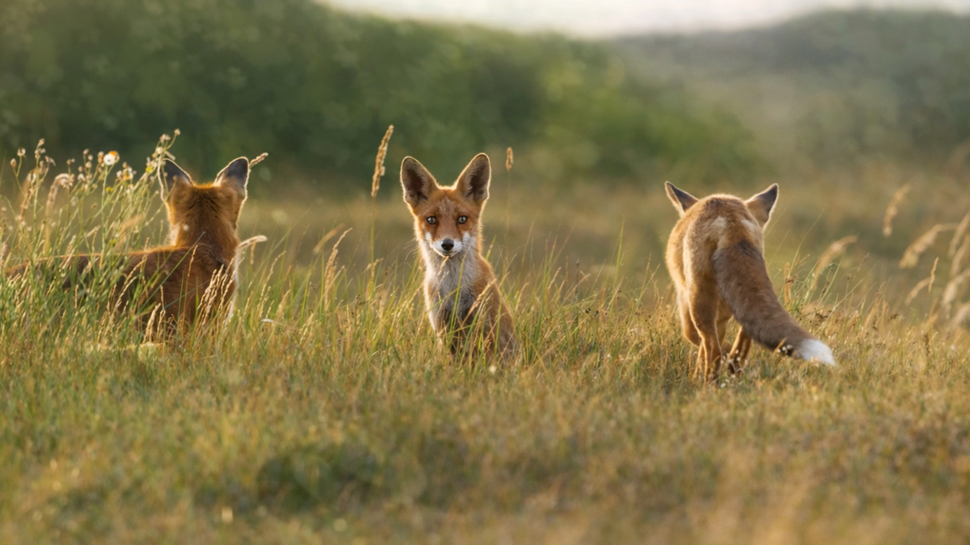 How close can wildlife get?