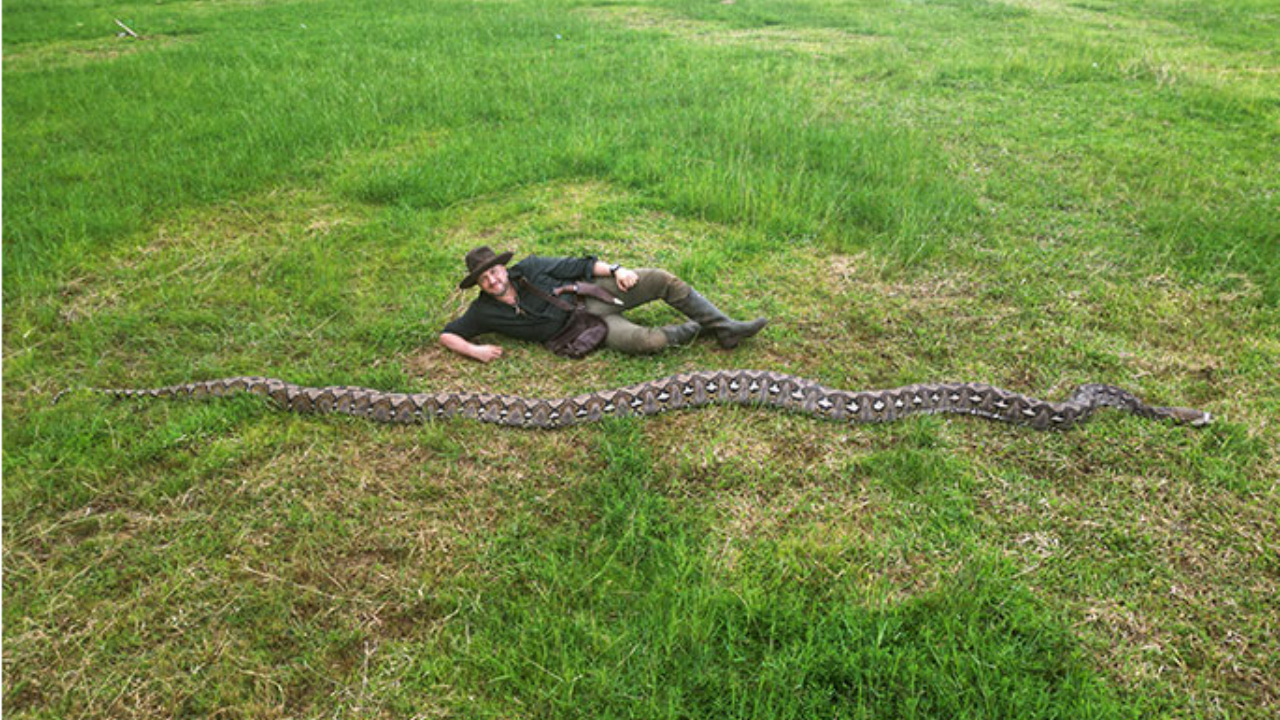 World’s longest wild snake confirmed in Indonesia by Guinness — see ...