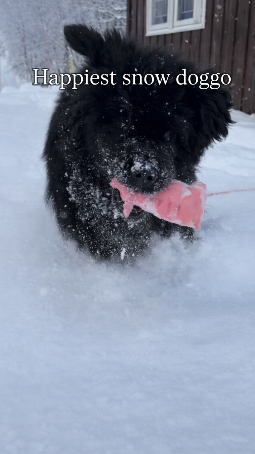 Happiest Snow Doggo Pure Joy in the Winter Cold