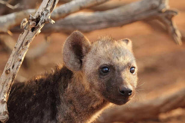 Not just humans: 5 animals that laugh, cackle and giggle