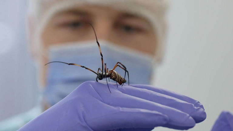 Could this spider's silk help repair nerves?