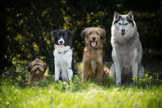 Not just humans: 5 animals that laugh, cackle and giggle