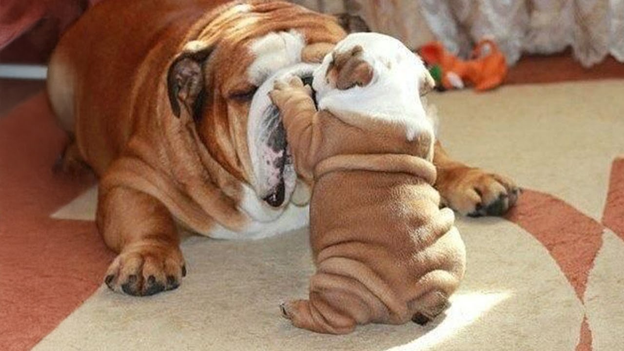 Bulldog puppies act absolutely hilarious in every scene