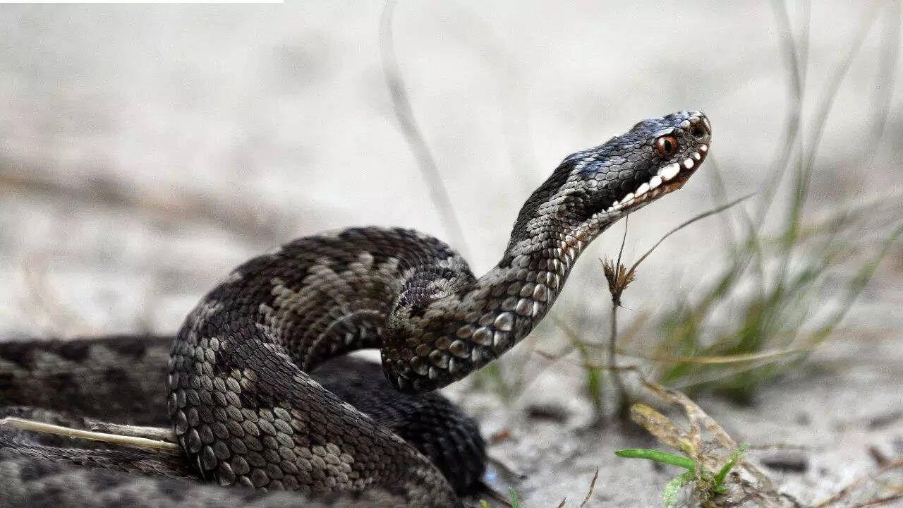 These venomous snakes attack faster than humans can react; turning ...