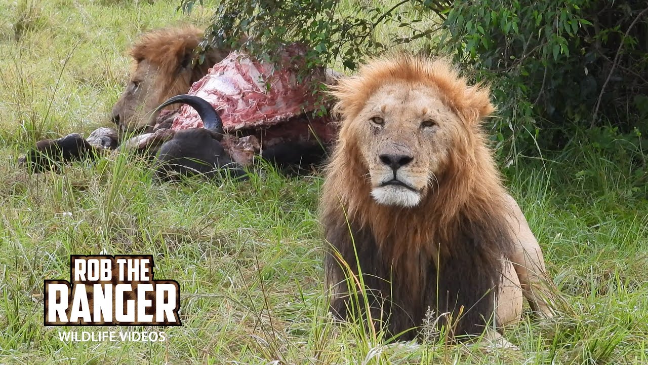Buffalo breakfast for lions in the wild