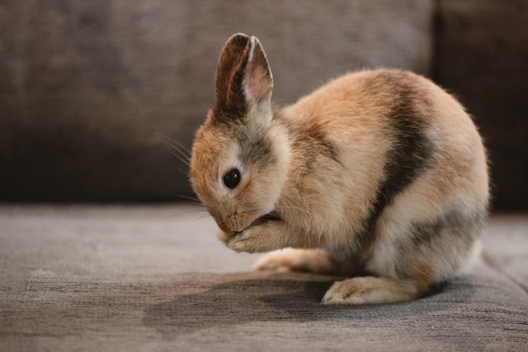 7 bunny breeds that act like dogs and cats, says a vet