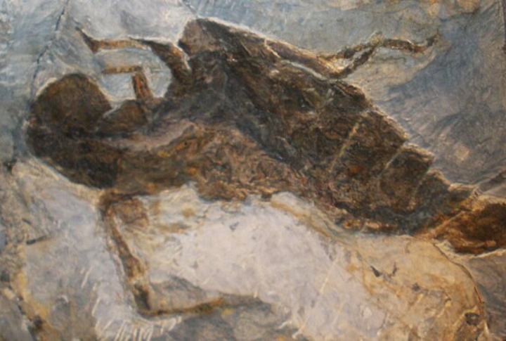 15 extinct creatures that are not dinosaurs