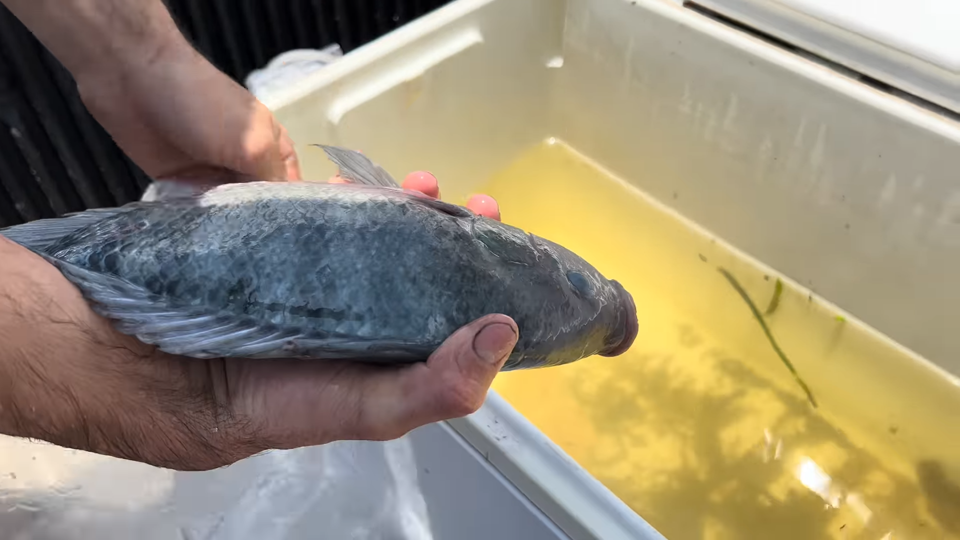 This fish rescue escalated way beyond the plan