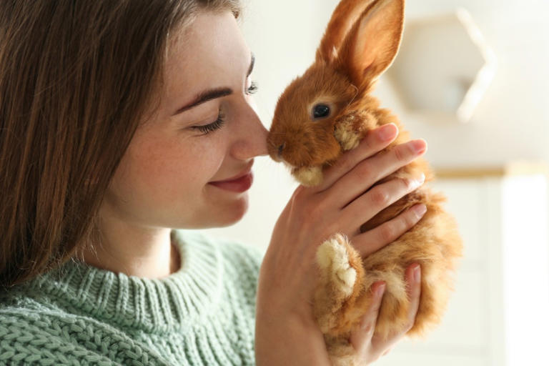 7 bunny breeds that act like dogs and cats, says a vet