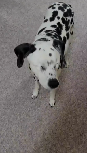She is a fighter, inspiring lessons from a blind dog’s life
