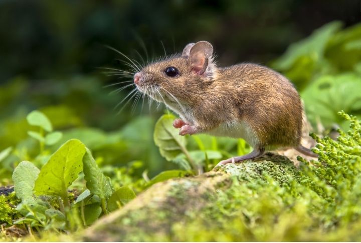 15 scents that can lure snakes to your yard