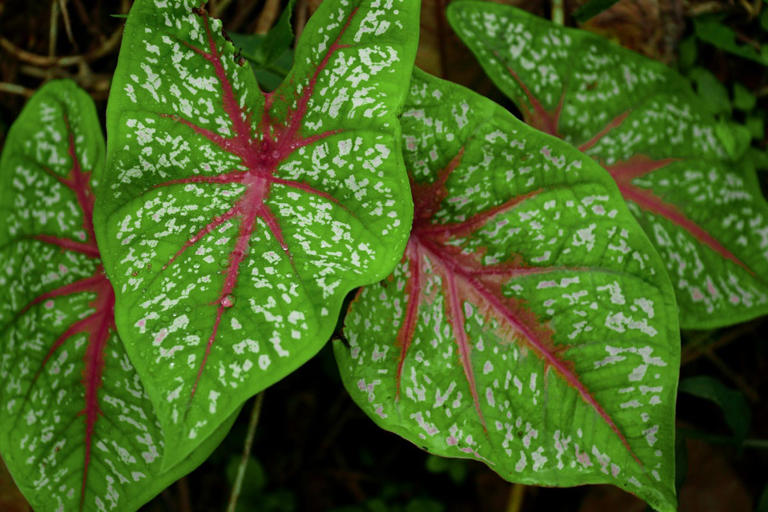 These 15 heart-shaped plants are basically nature’s love letters