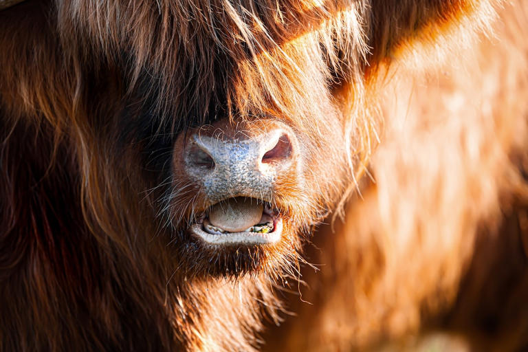 Fluffy mini highland cow in bows is the only valentine we need