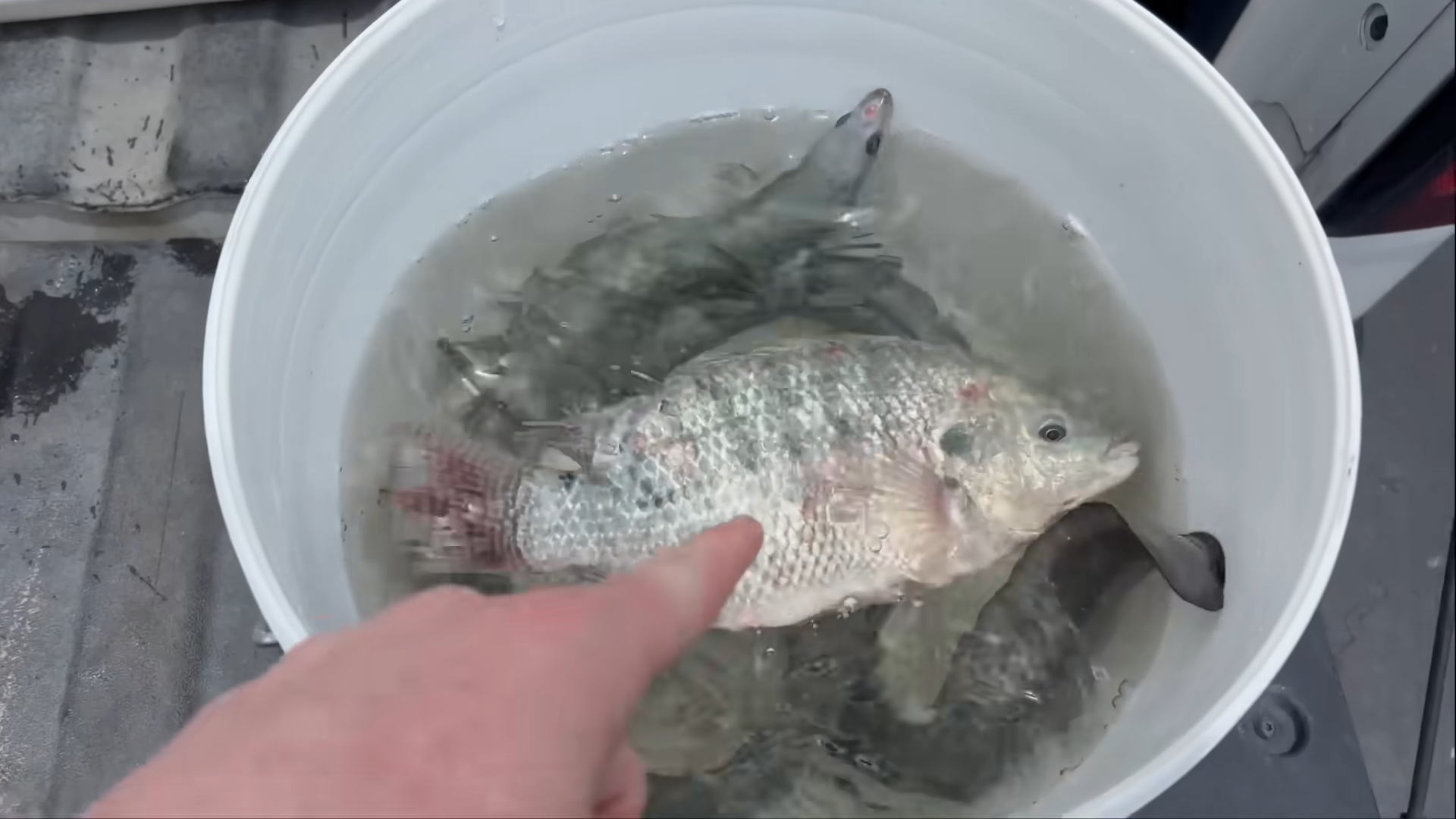 Saving fish from this market felt urgent