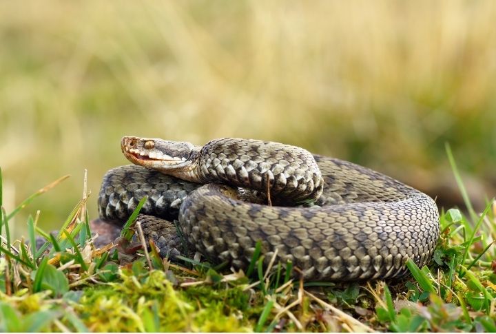 15 scents that can lure snakes to your yard