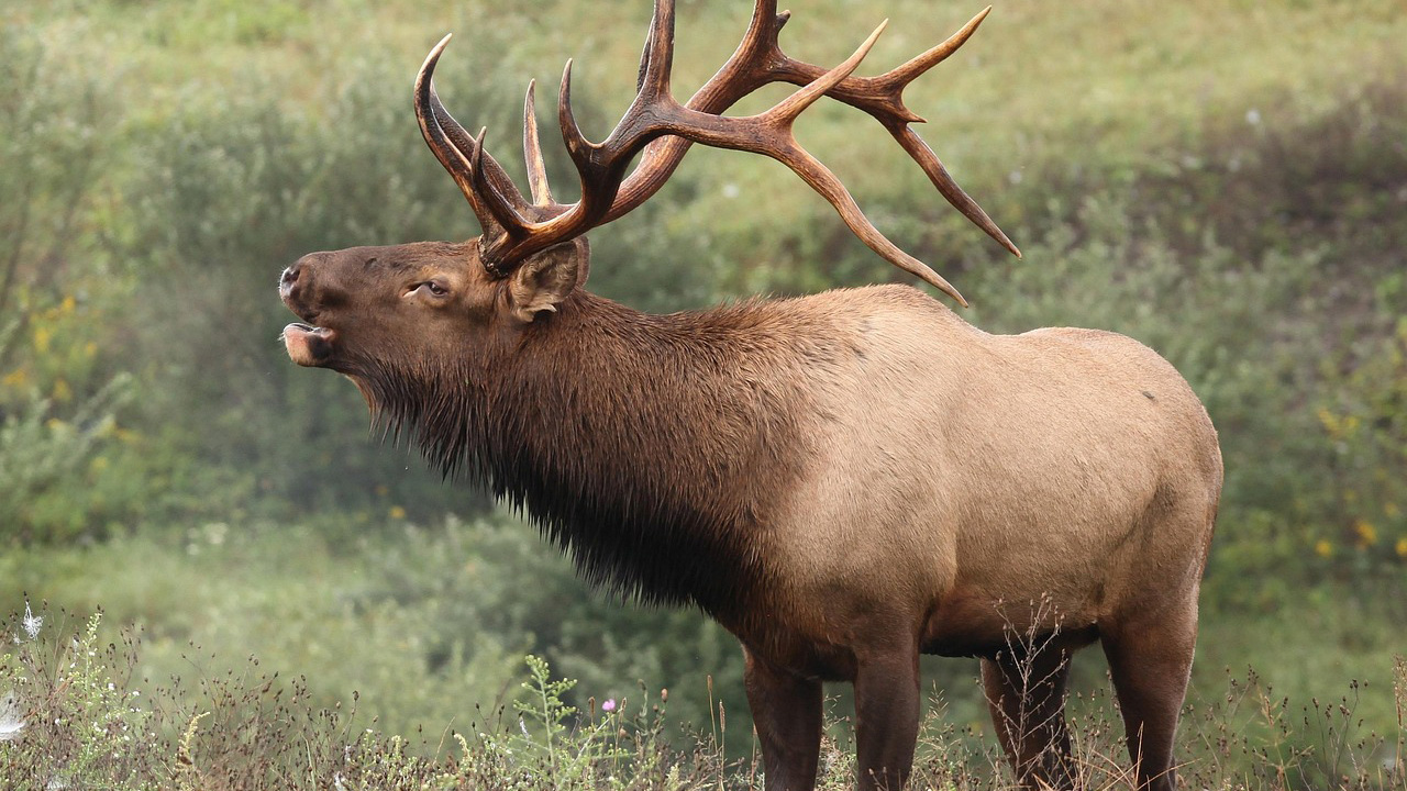 The elk poaching case that unraveled after investigators looked closer