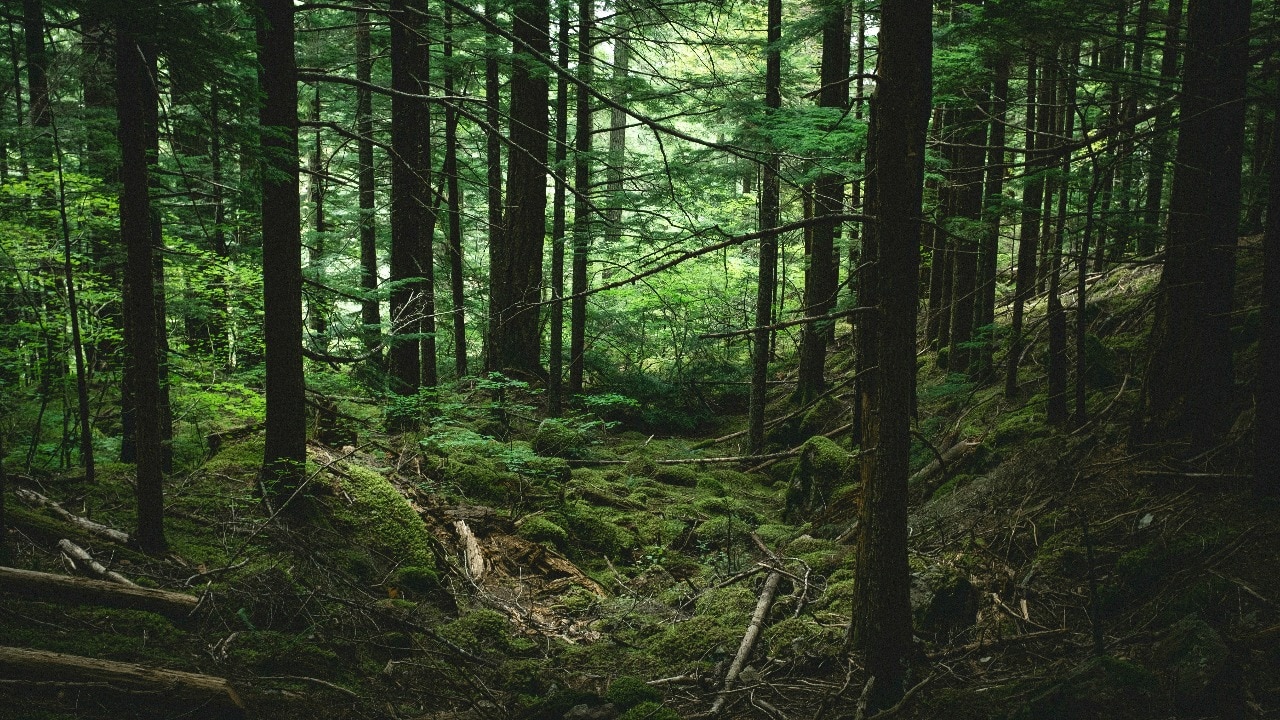 Which country has the most forests in the world?