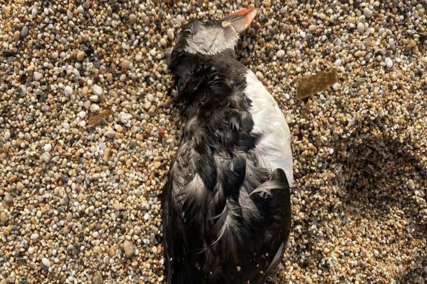 Multiple dead puffins discovered on beach in Cornwall