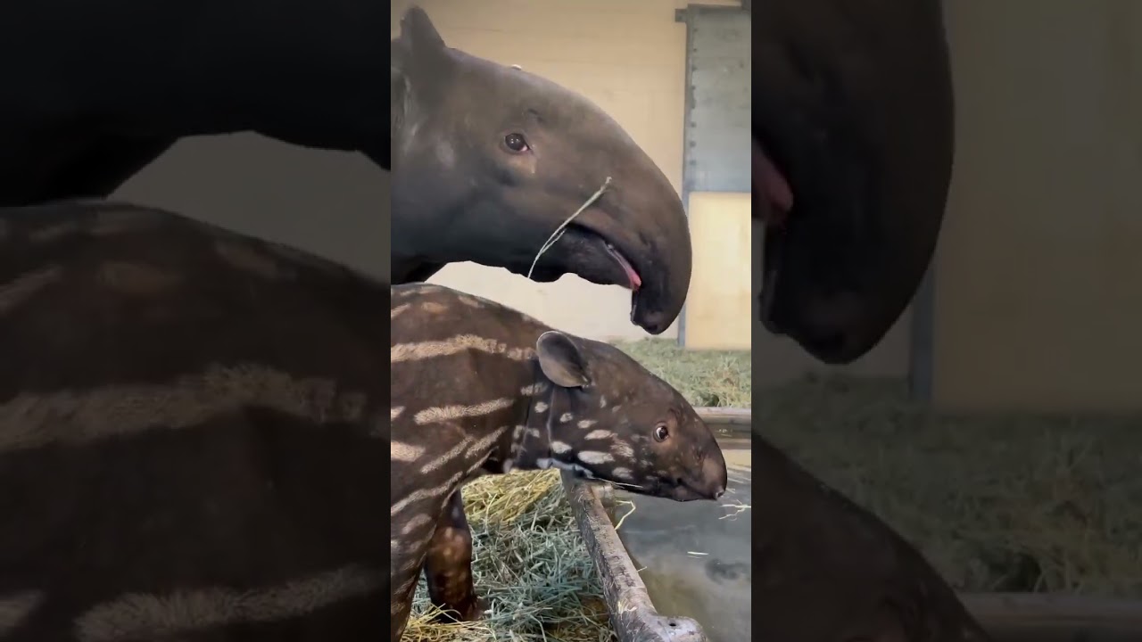 Watch a loyal mom and baby tapir drink cool water