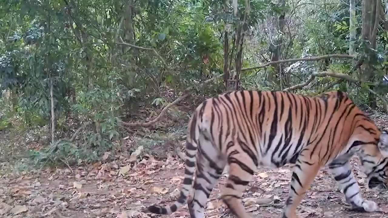 Tiger spotted on wildlife camera raises conservation hopes in Thailand