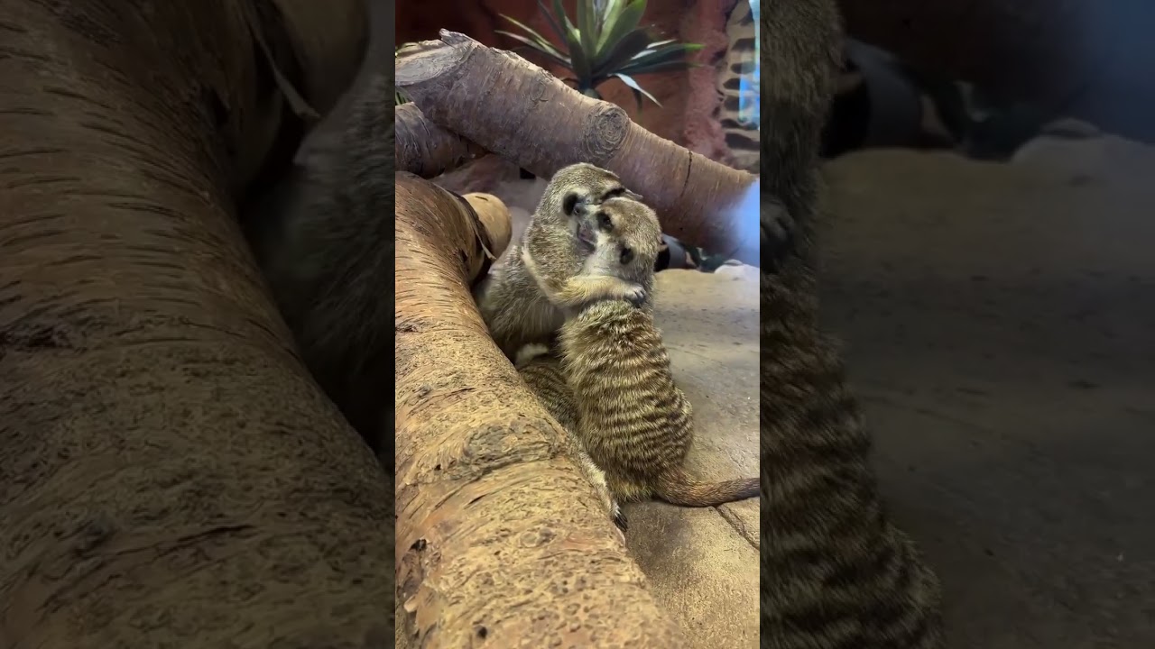Meerkats celebrate World Meerkat Day with playful antics