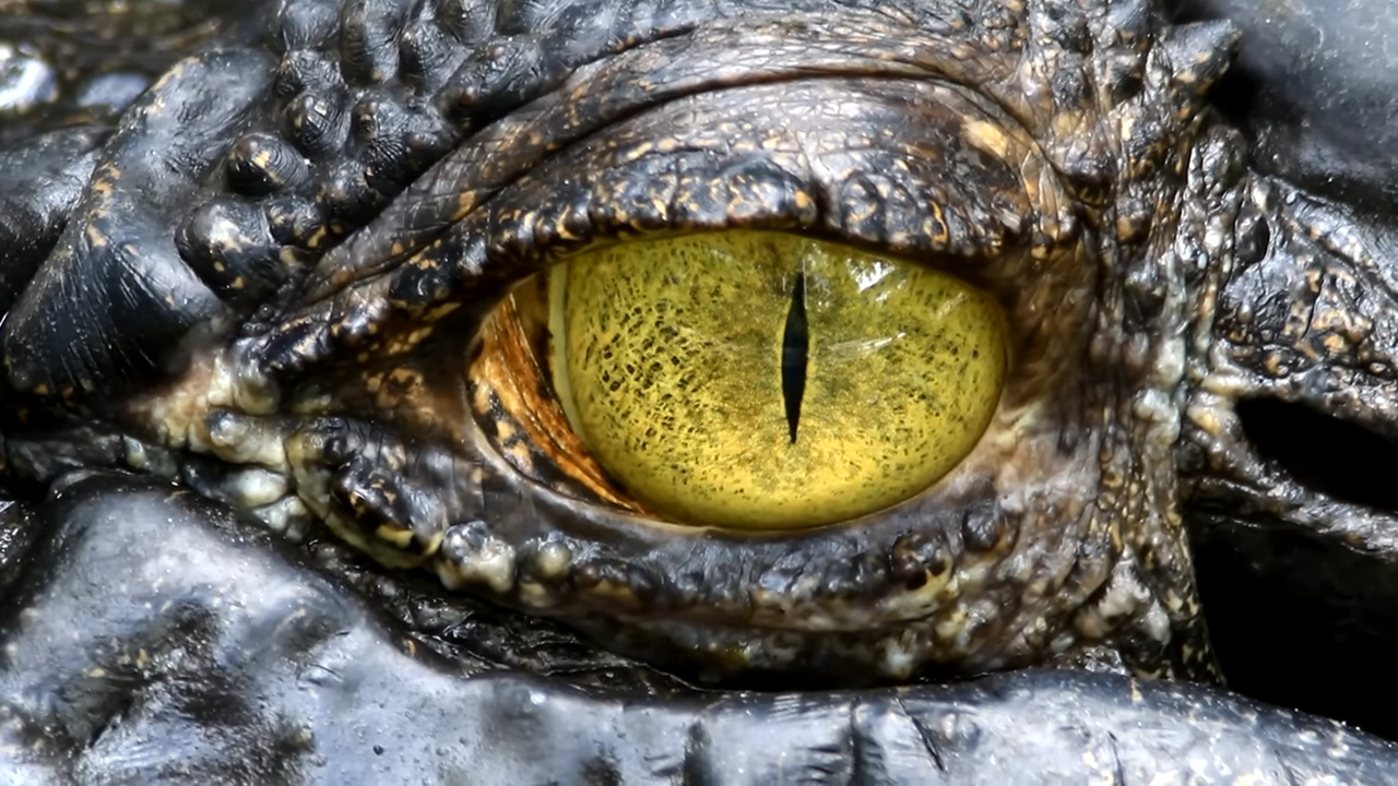 How animal eyes reveal a hidden reality