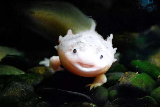 The animal that can regrow its heart and brain and still remember ...