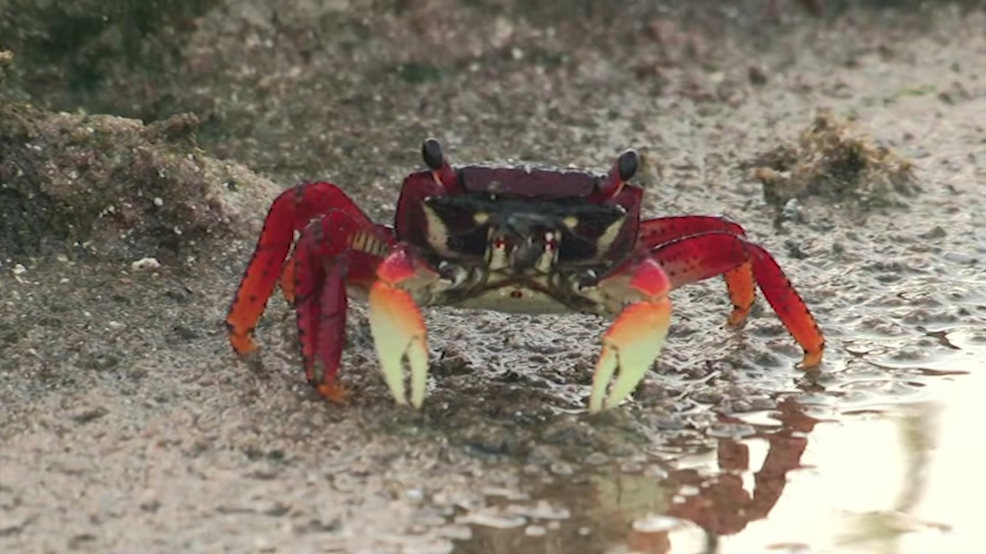 The survival math behind claws, shells, and movement