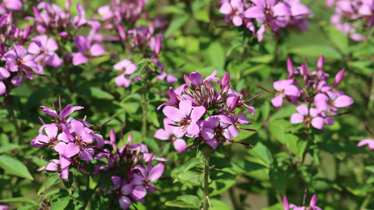 The 2026 landscaping annual plant of the year will attract birds ...