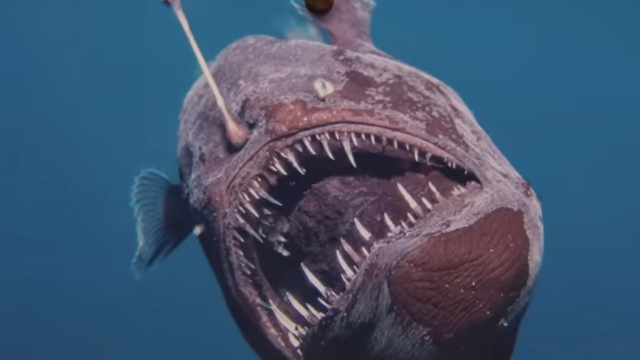 How the deep sea turned this animal into a nightmare