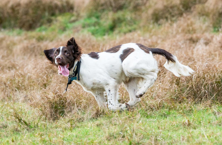 The 24 best dog breeds for runners – and how to run safely with your ...