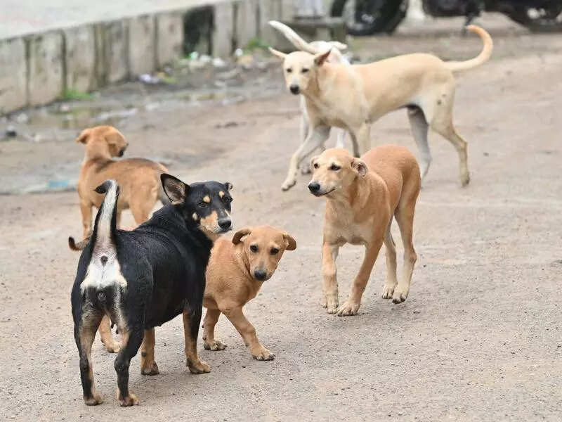Rising stray dog bite cases worry Nawada people, sterilisation centre ...