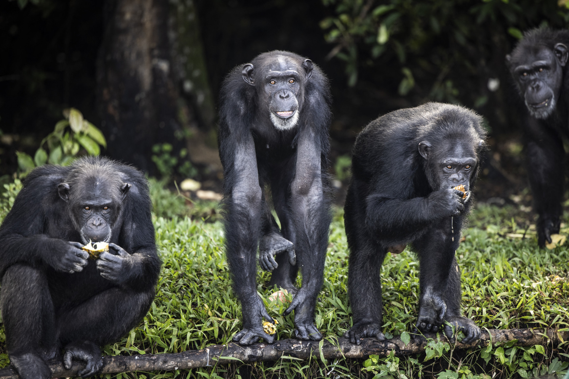 Species that could dominate the world after humans disappear