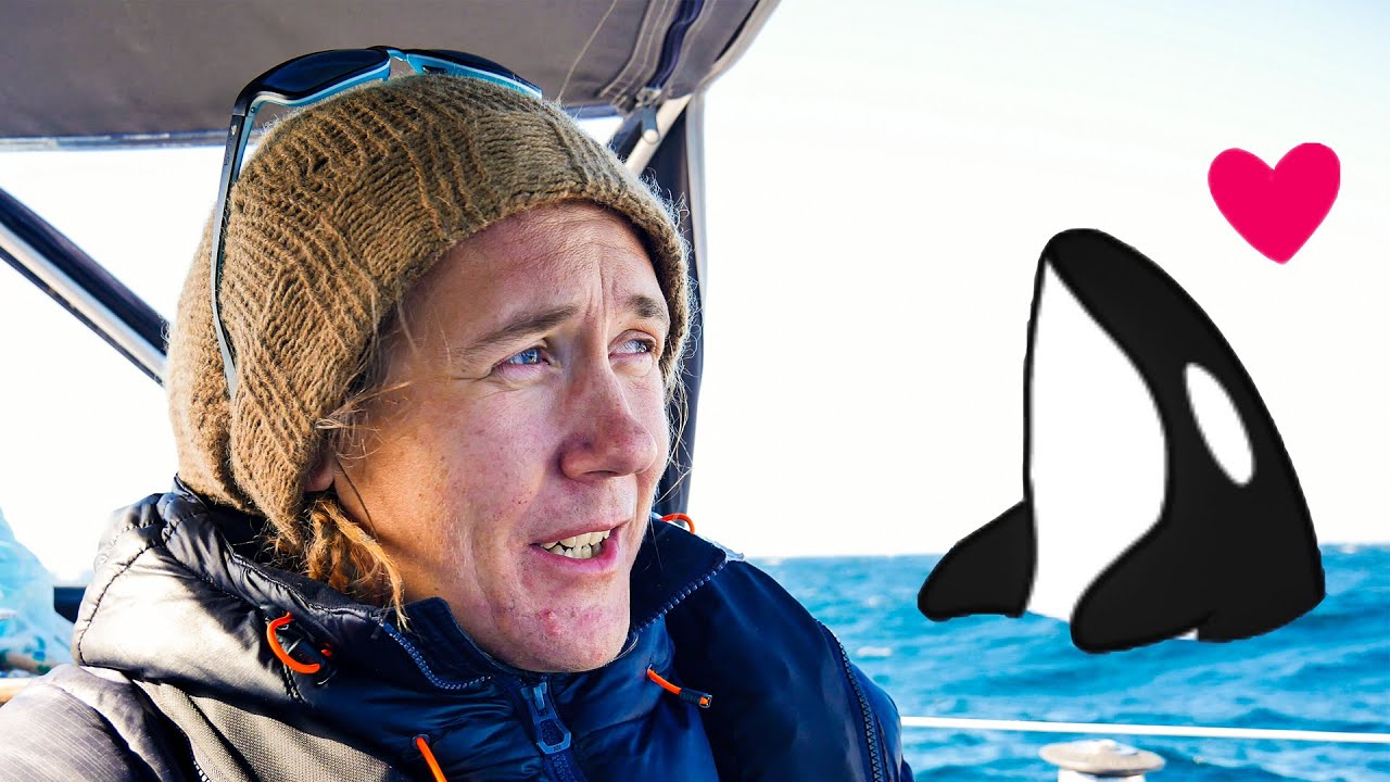 Unexpected visitor: Baby orca halts our journey