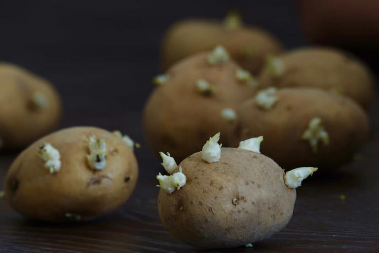 Can you safely eat sprouted potatoes? Here’s what food safety experts ...