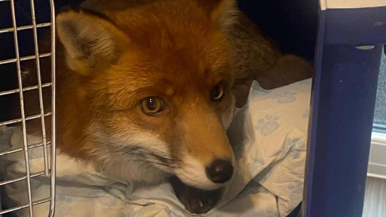 'A visit from a fox was my dad's dying wish'