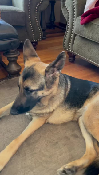 A sassy German shepherd with a huge attitude