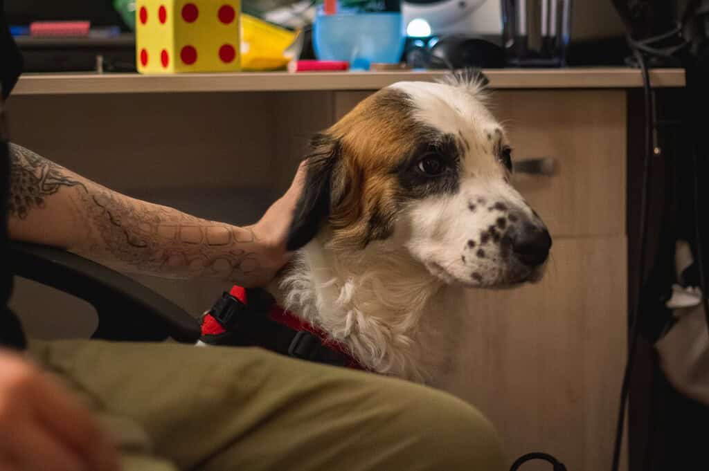 For nearly 1 in 5 people who have lost both a pet and a person, the ...