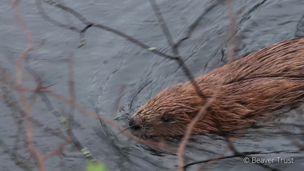 Wild beavers return to the UK for first time in 400 years