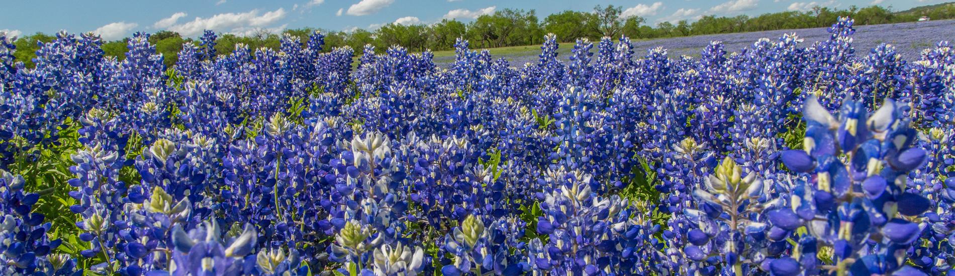 A local's Texas bluebonnet guide: Where to find the best blooms and ...