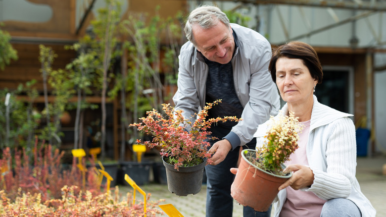 The invasive evergreen shrub to avoid planting in your yard