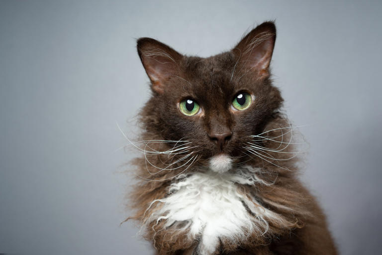 10 razas de felinos que son consideradas las más raras del mundo y por qué