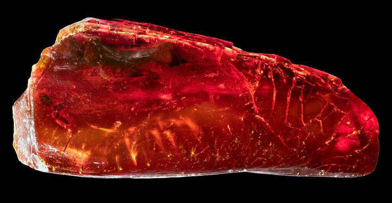 Goethe’s 200-year-old forgotten amber collection shows ancient ant was ...