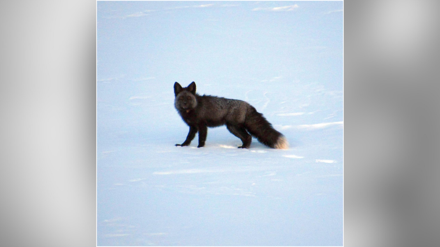 Southern Sierra Nevada red fox captured, collared for first time