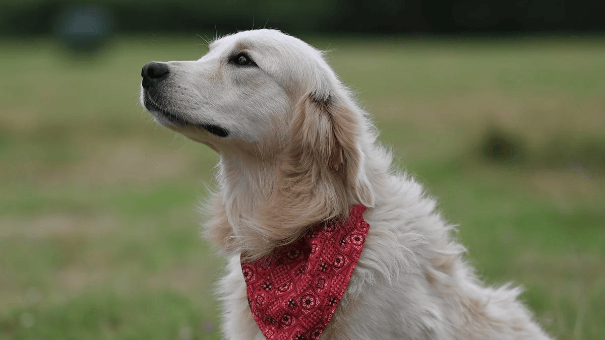 The 20 most affectionate dog breeds in the world, according to the ...