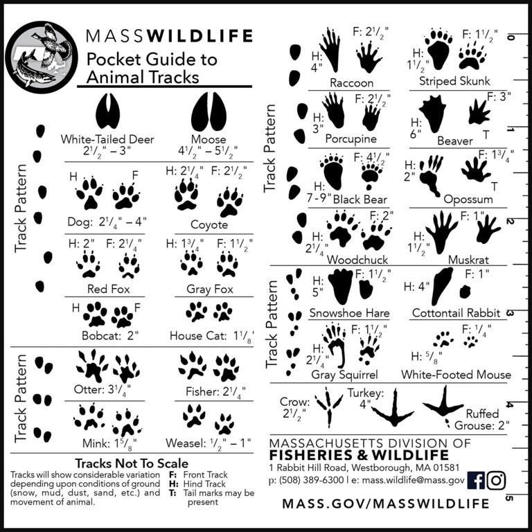 Learn how to identify animal tracks in the snow