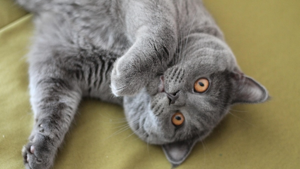 What color cat are you according to your birth month?