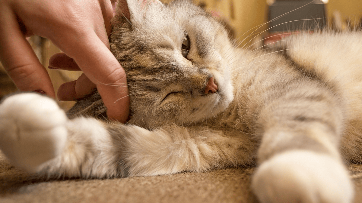Expert-recommended activities for a happy cat (especially indoor ones)