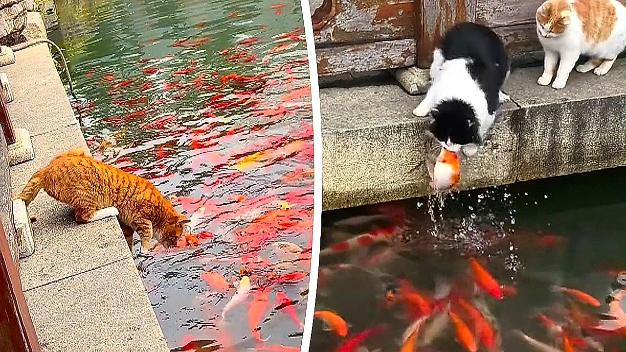 Park visitors stunned as stray cats turn koi pond into their own buffet